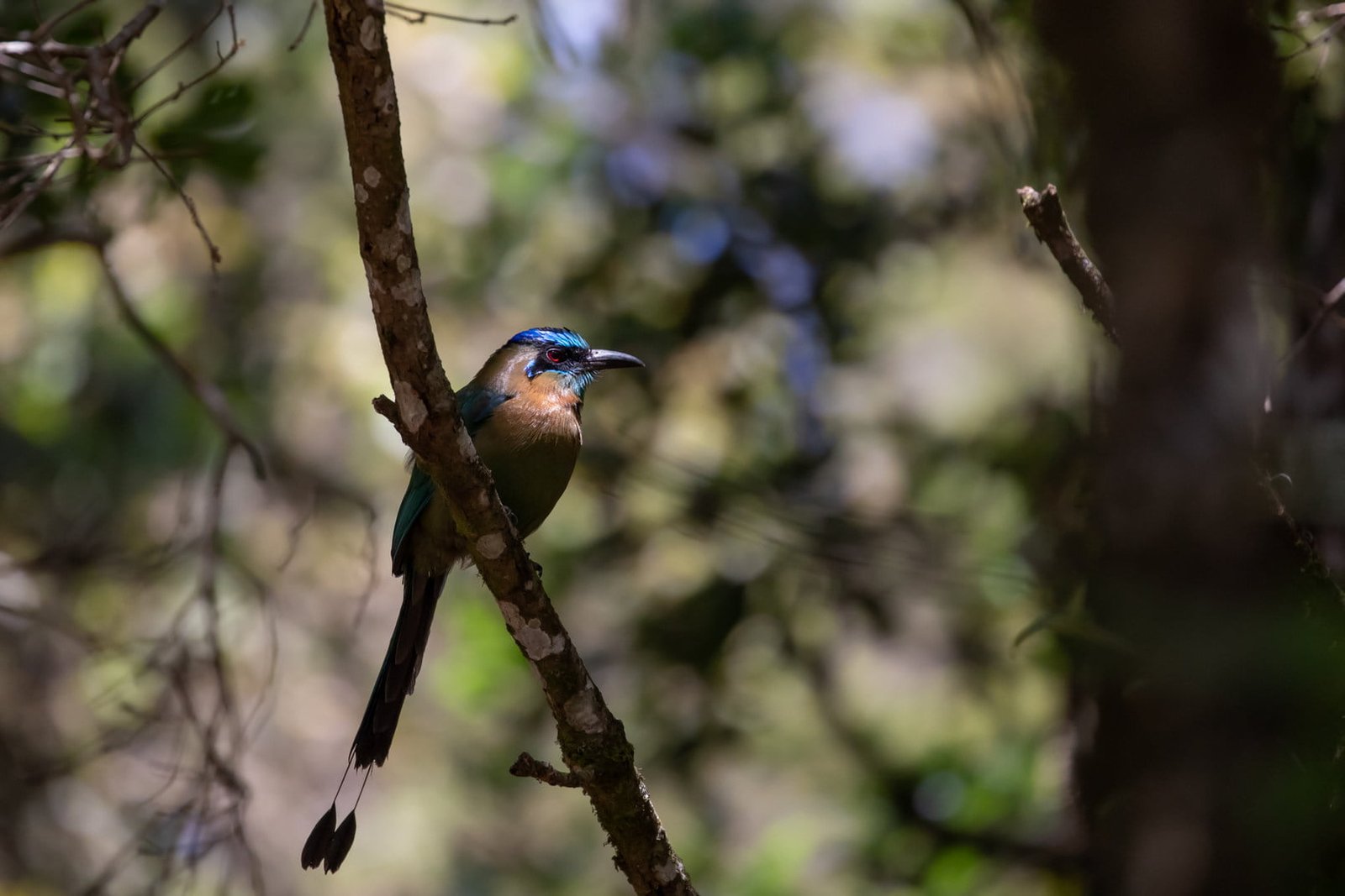 The Motmot : Characteristics, habitat and behaviour - The Green Odyssea