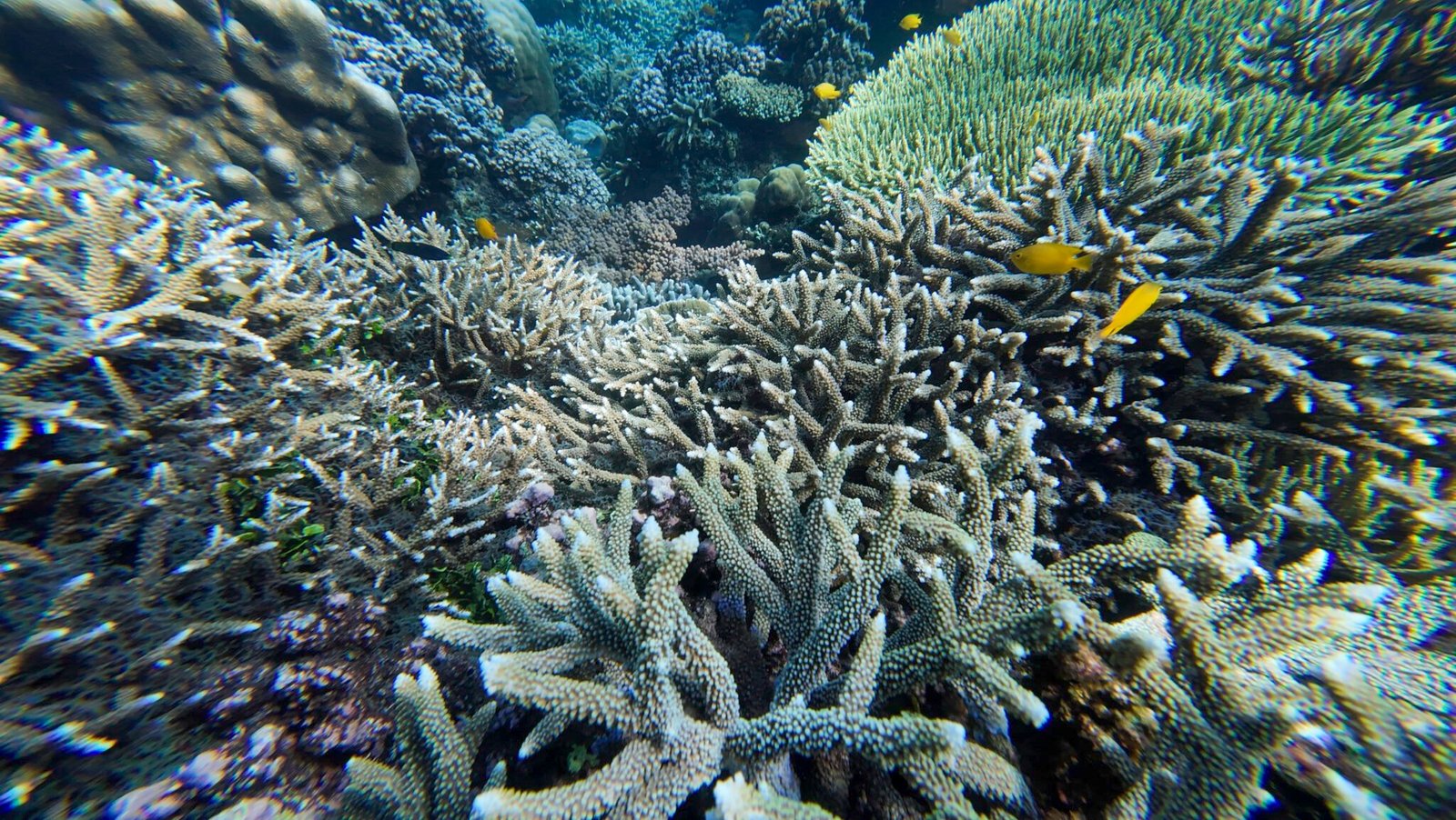 The Corals : Characteristics, habitat and behaviour - The Green Odyssea