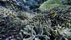 The Corals : Characteristics, habitat and behaviour - The Green Odyssea