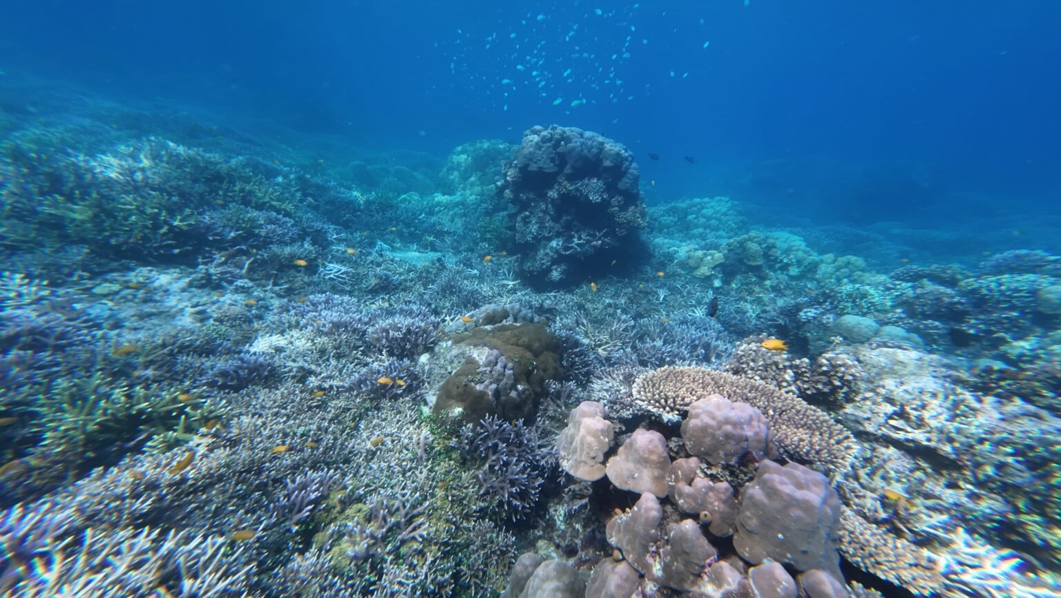 The Corals : Characteristics, habitat and behaviour - The Green Odyssea