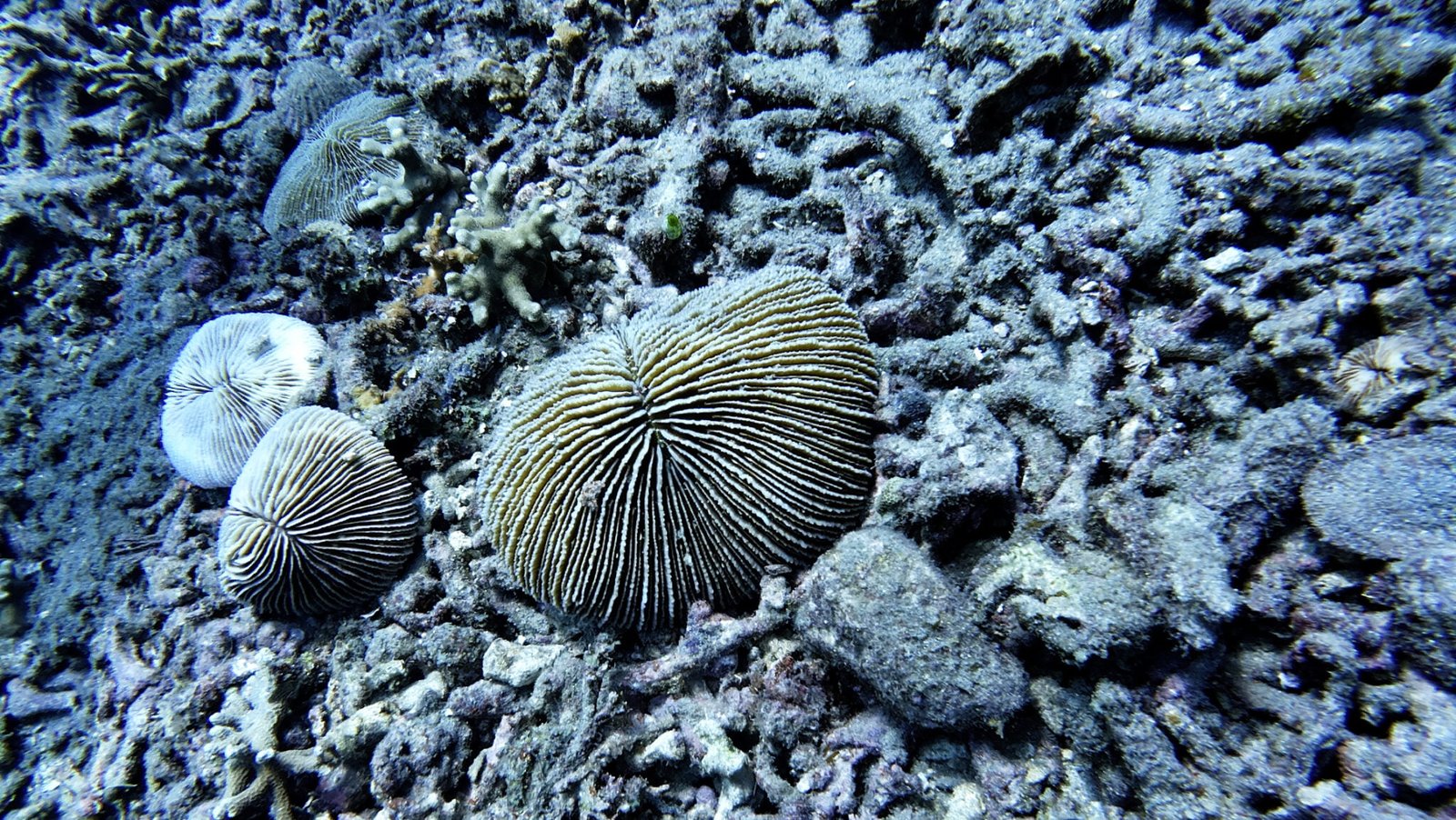 The Corals : Characteristics, habitat and behaviour - The Green Odyssea