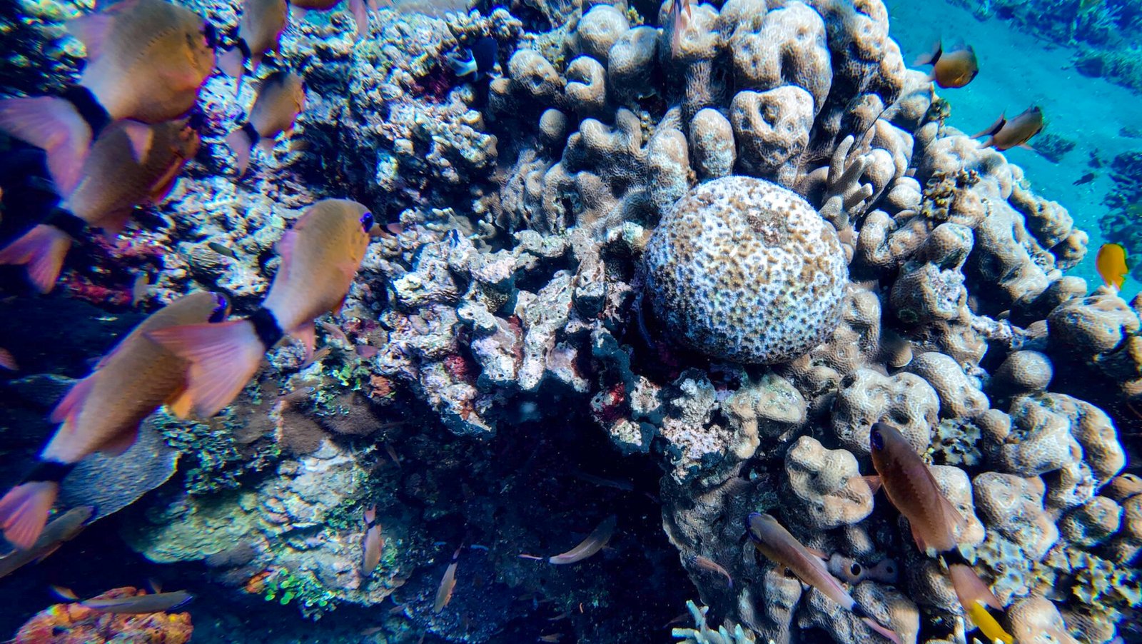 The Corals : Characteristics, habitat and behaviour - The Green Odyssea