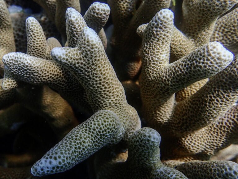 The Corals : Characteristics, habitat and behaviour - The Green Odyssea