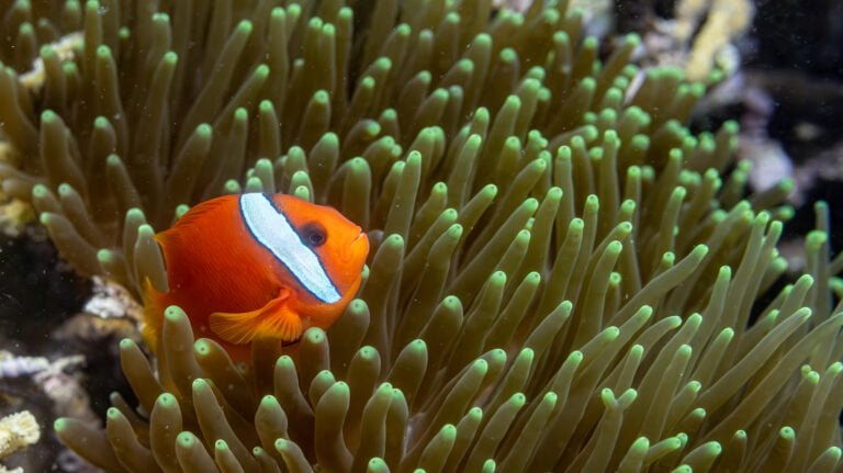 Clownfish: Characteristics, Habitat and Behaviour | The Green Odyssea ...