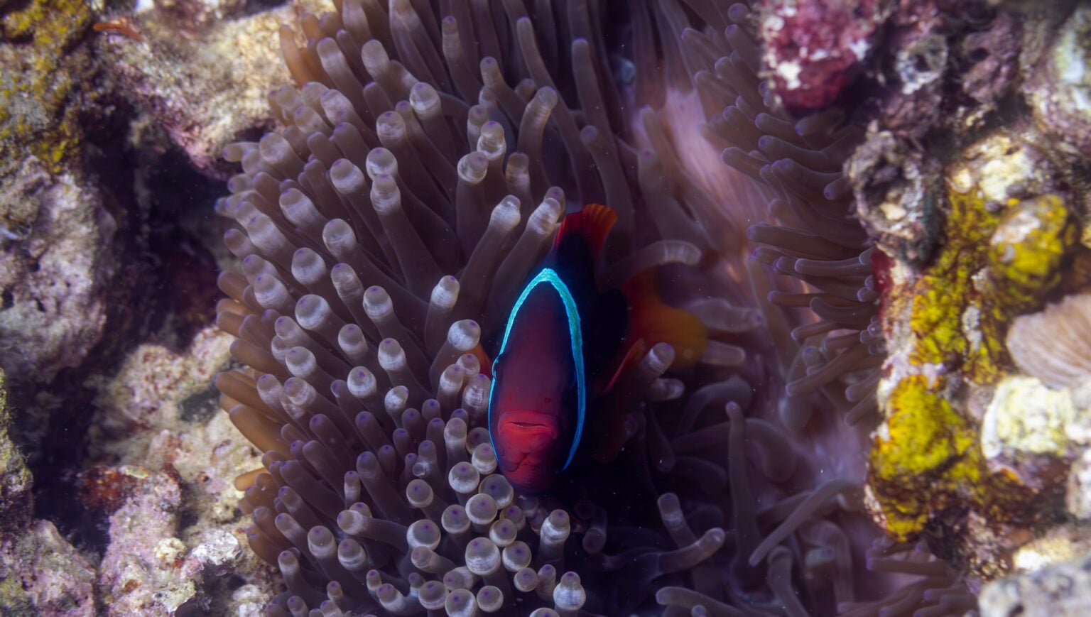 Clownfish: Characteristics, Habitat and Behaviour | The Green Odyssea ...