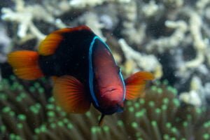 Clownfish: Characteristics, Habitat and Behaviour | The Green Odyssea ...