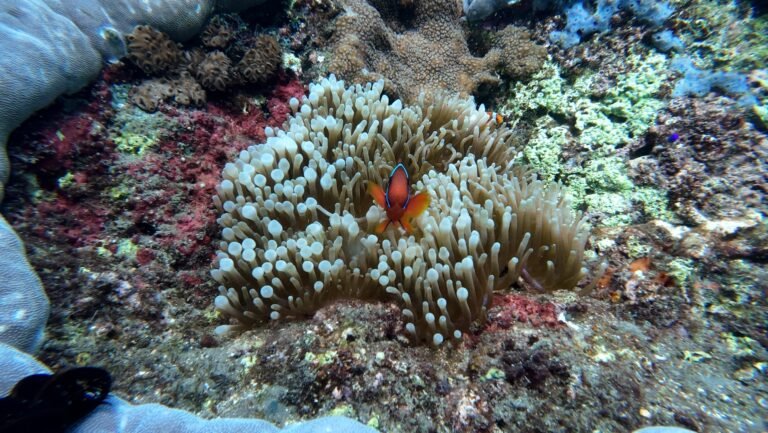 Clownfish: Characteristics, Habitat and Behaviour | The Green Odyssea ...