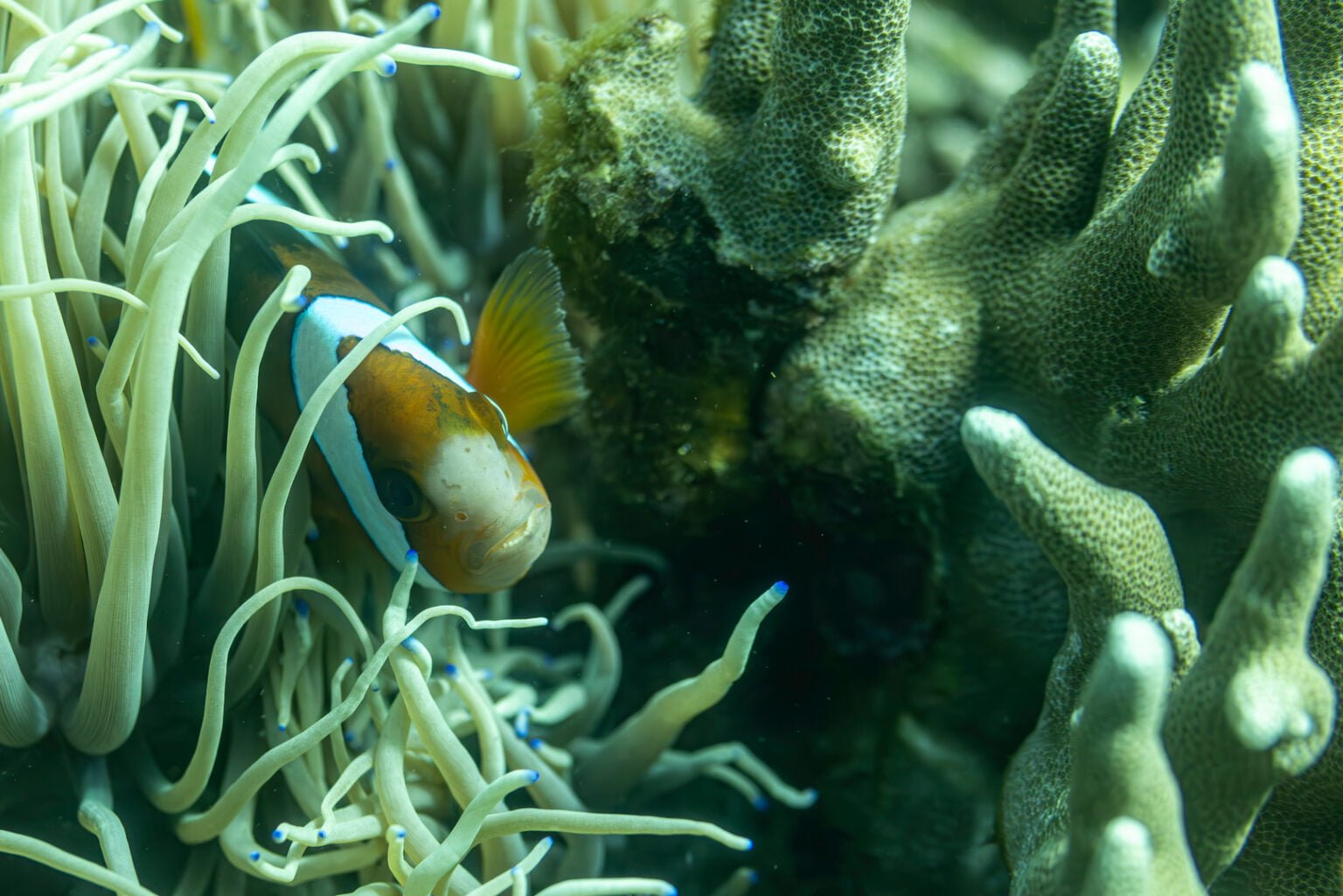 Clownfish: Characteristics, Habitat and Behaviour | The Green Odyssea ...